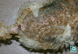 Zoetis